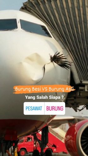 Burung Besi VS Burung Asli terlihat pesawat terbang yang bertabrakan ...